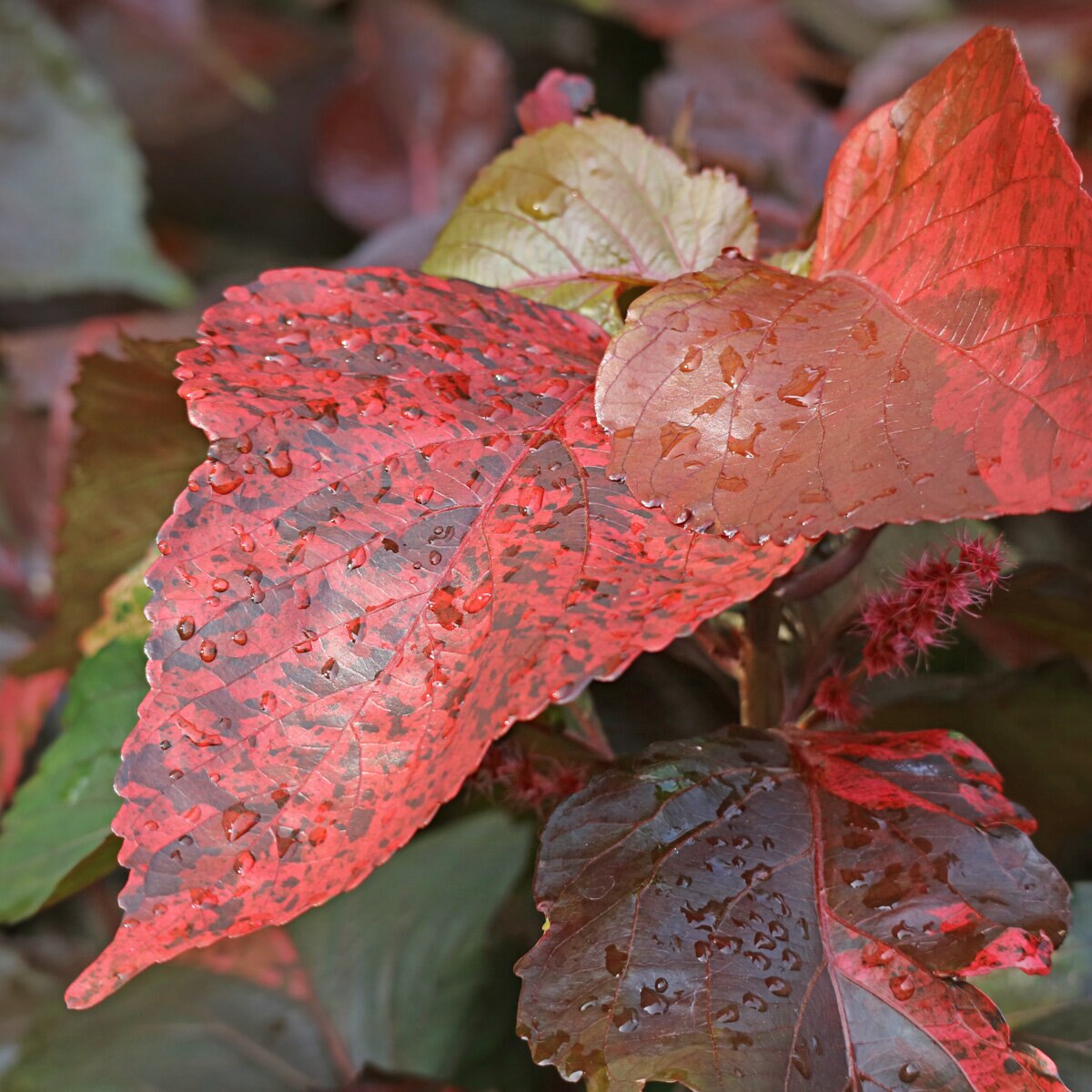 Acalypha Wilkesiana Louisiana Red Copperleaf | SiteOne US