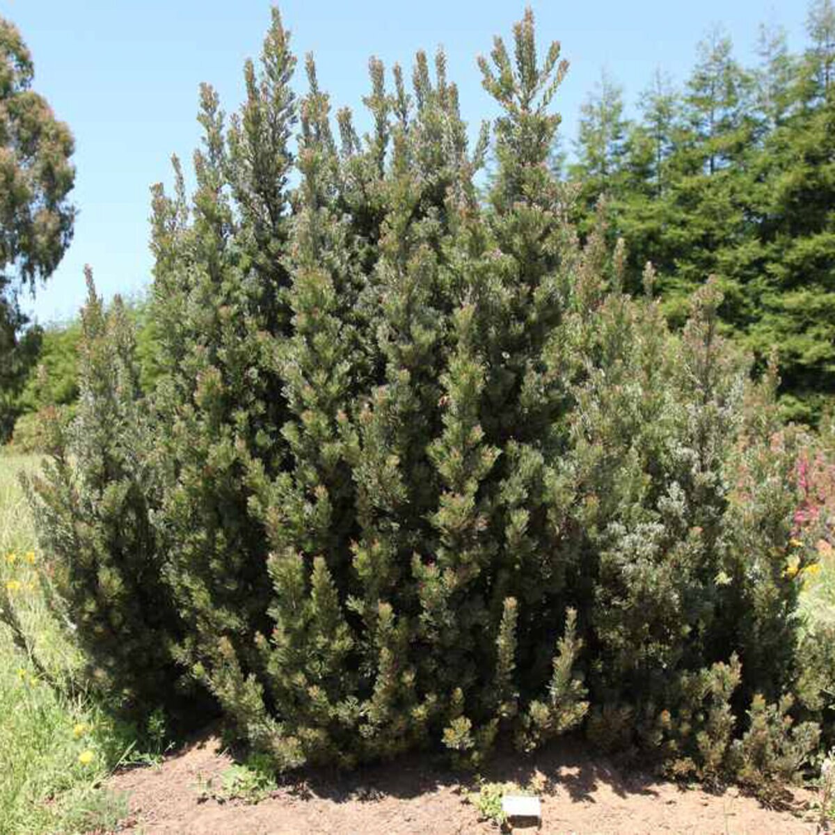 Adenanthos Silver Haze Wollybush | SiteOne US