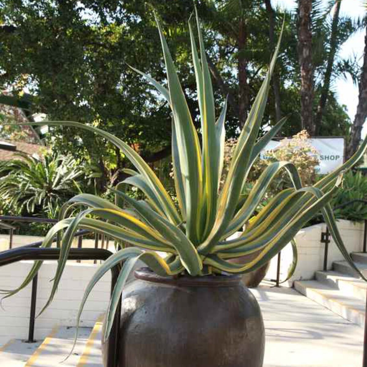 Agave Vilmoriniana Stained Glass Octopus Agave | SiteOne US