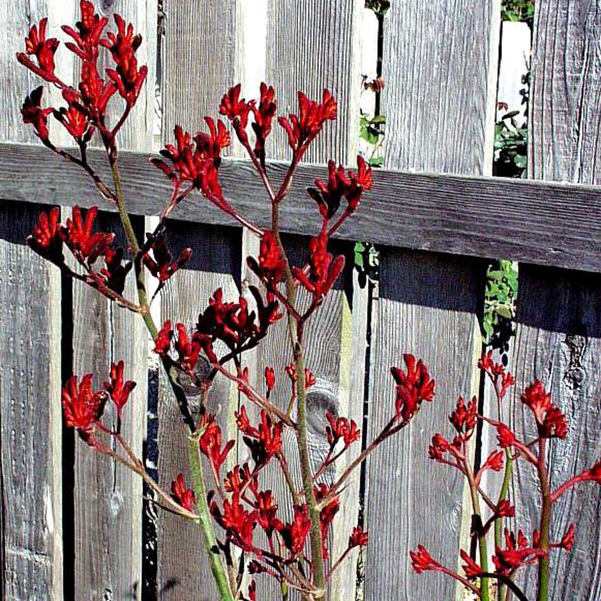 Anigozanthos X Bush Gems Bush Sunset Kangaroo Paws | SiteOne