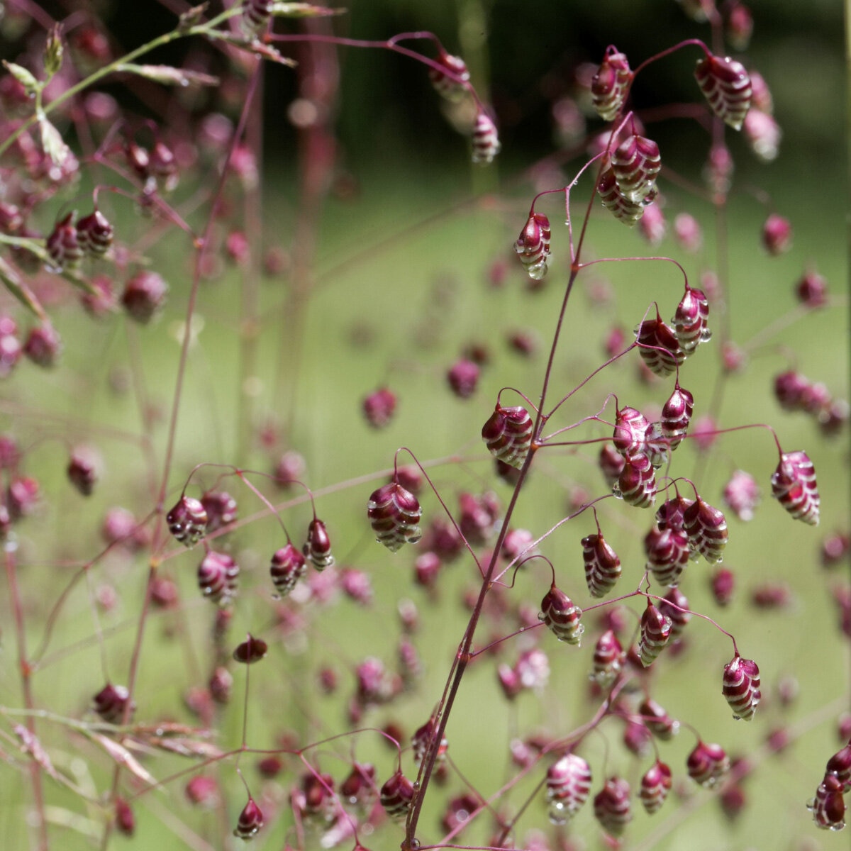 Briza Media Quaking Grass | SiteOne