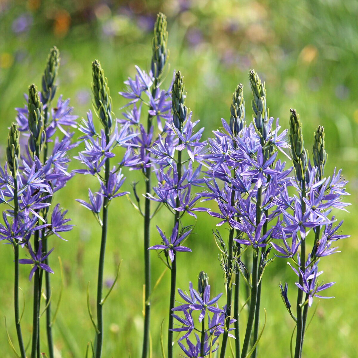 Camassia Leichtlinii Large Camas | SiteOne