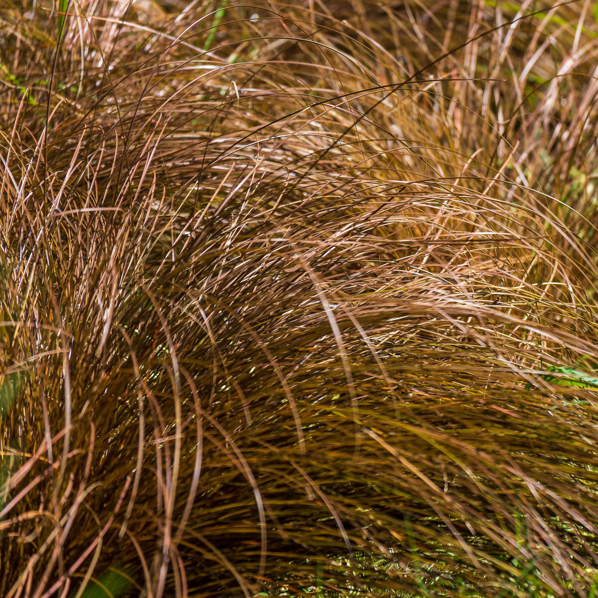 Carex Comans Bronze New Zealand Hair Sedge | SiteOne