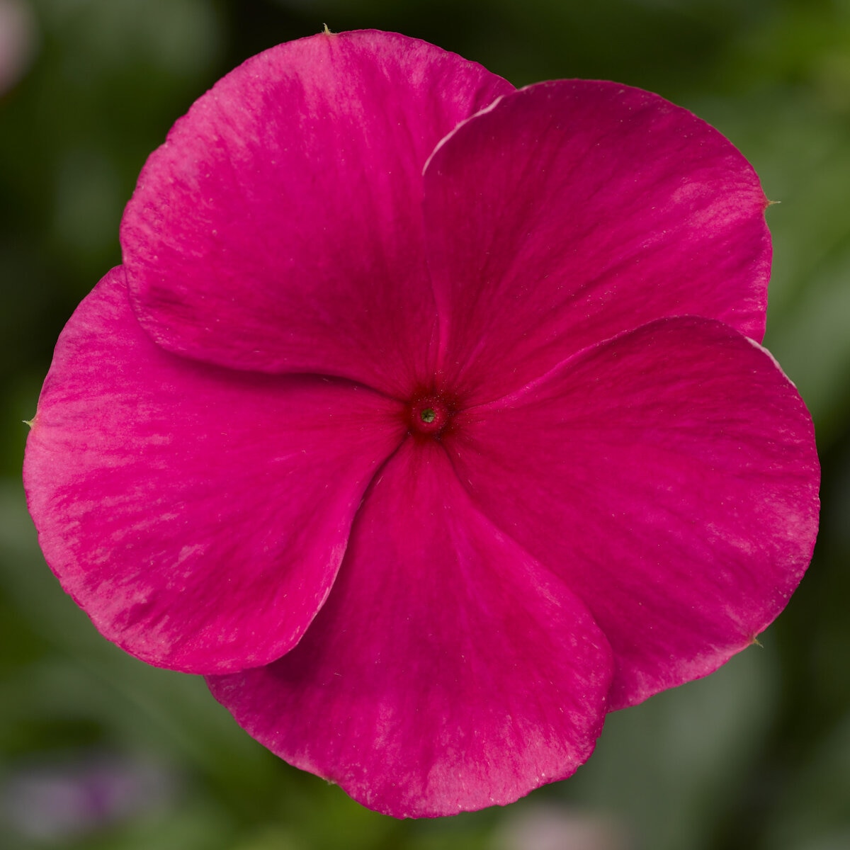 Catharanthus Roseus Cora XDR Punch Vinca | SiteOne US