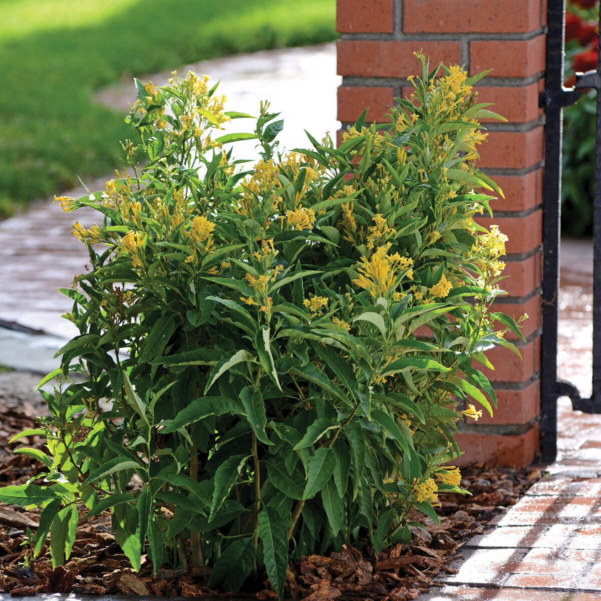 Cestrum Nocturnum Night-Blooming Jasmine | SiteOne