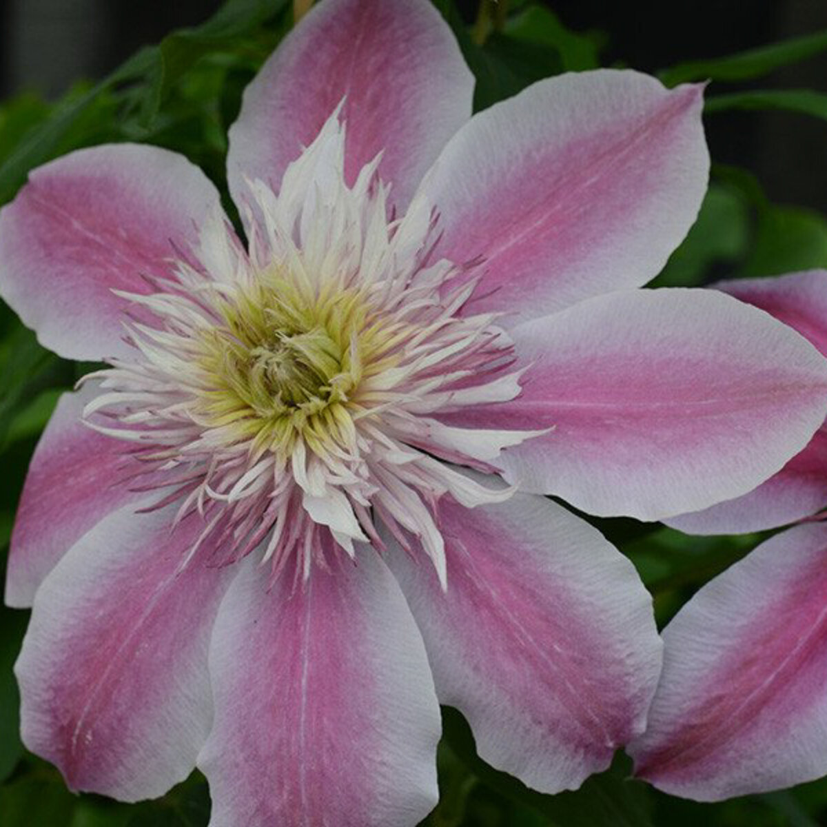 Clematis X Empress Early Large-Flowered Clematis | SiteOne US