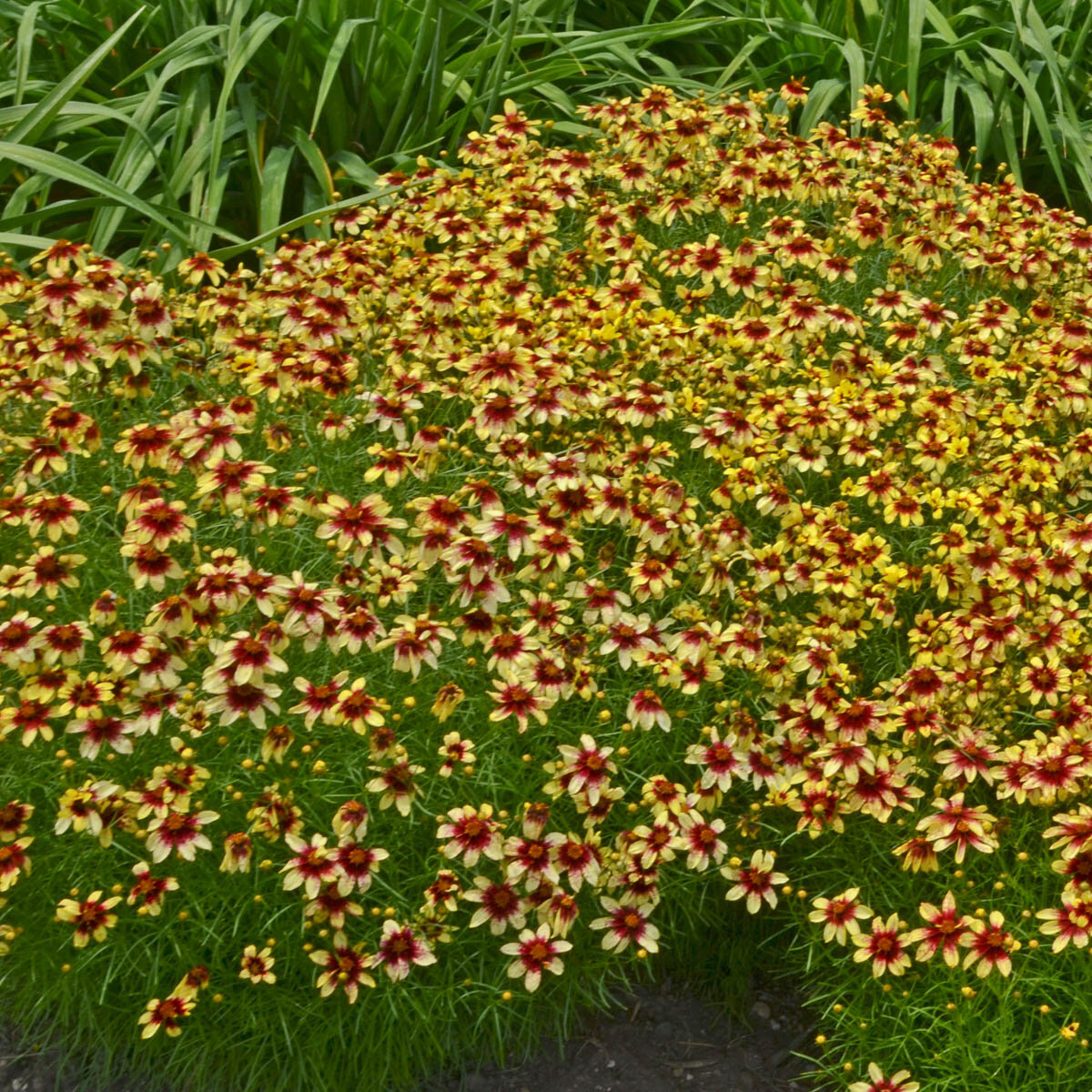 Coreopsis Verticillata Cruizin Route 66 Tickseed | SiteOne