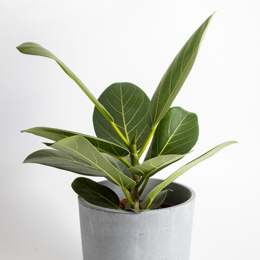 Ficus Altissima Council Tree | SiteOne