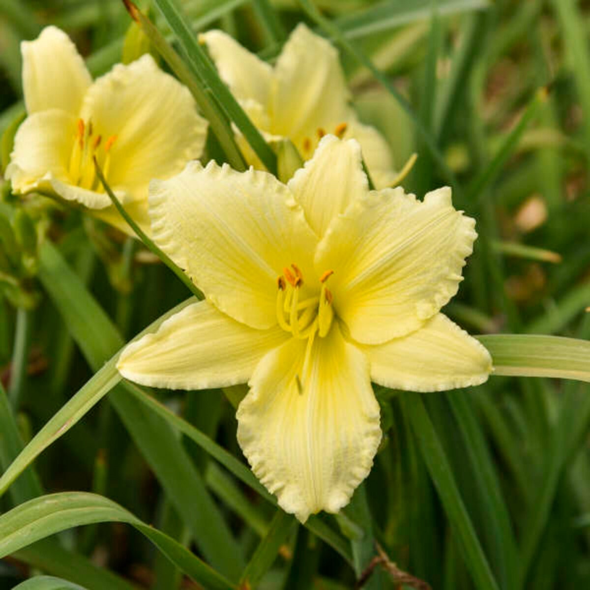 Hemerocallis X Happy Ever Appster Big Time Happy Daylily | SiteOne US