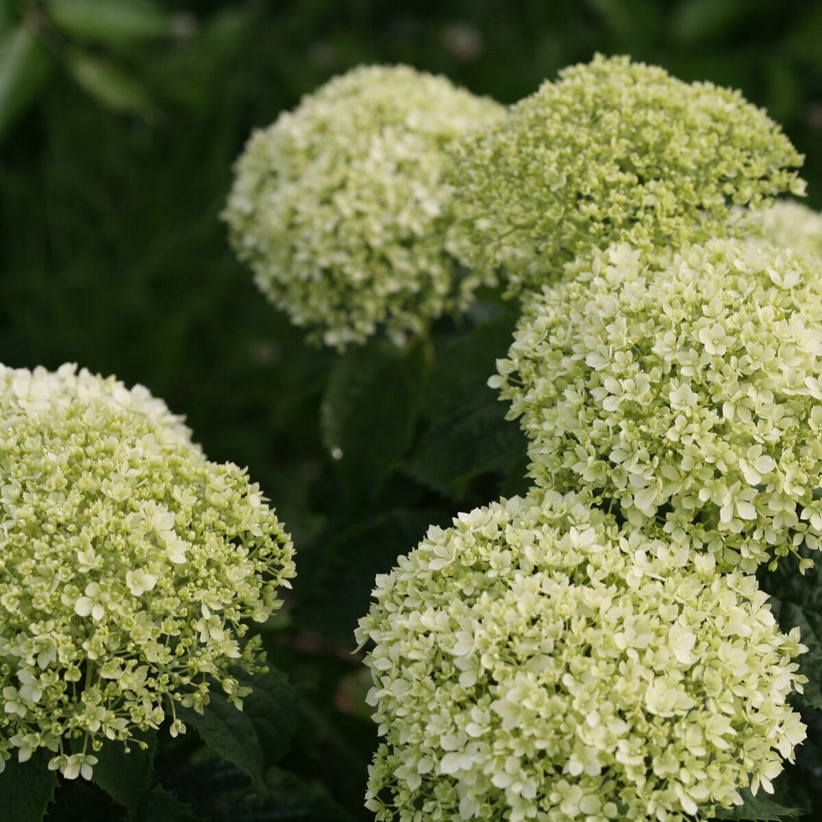 Hydrangea Arborescens Color Choice Invincibelle Limetta Smooth ...