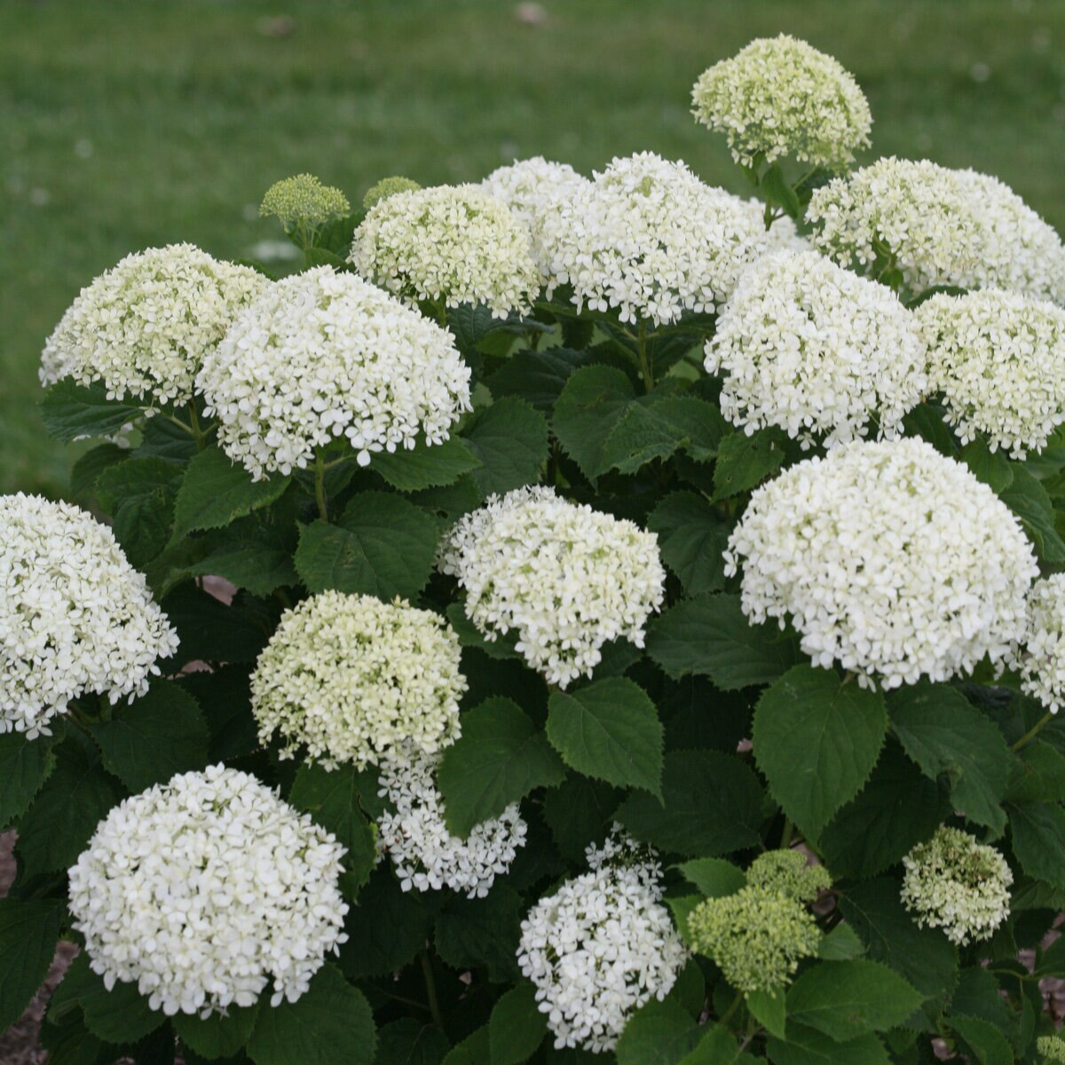 Hydrangea Arborescens Color Choice Invincibelle Limetta Smooth ...