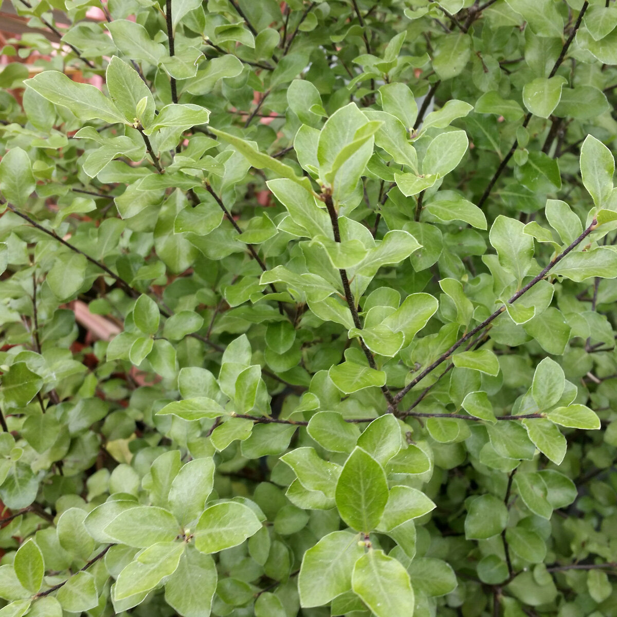 Pittosporum Tenuifolium Wrinkled Blue Kohuhu | SiteOne US