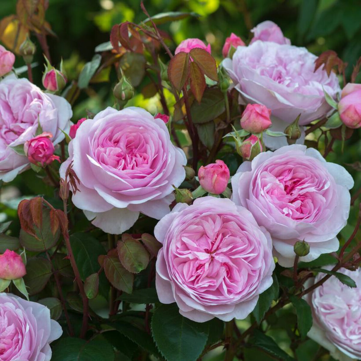 Rosa X Olivia Rose Austin David Austin English Shrub Rose | SiteOne