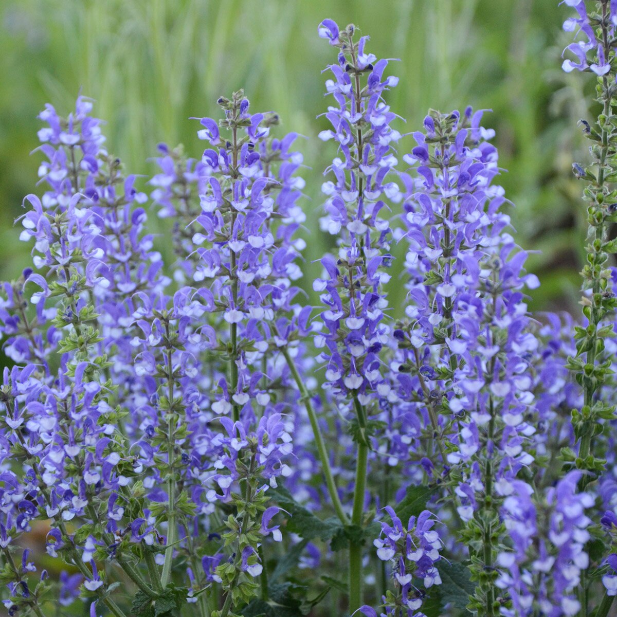 Salvia X Color Spires Azure Snow Sage | SiteOne