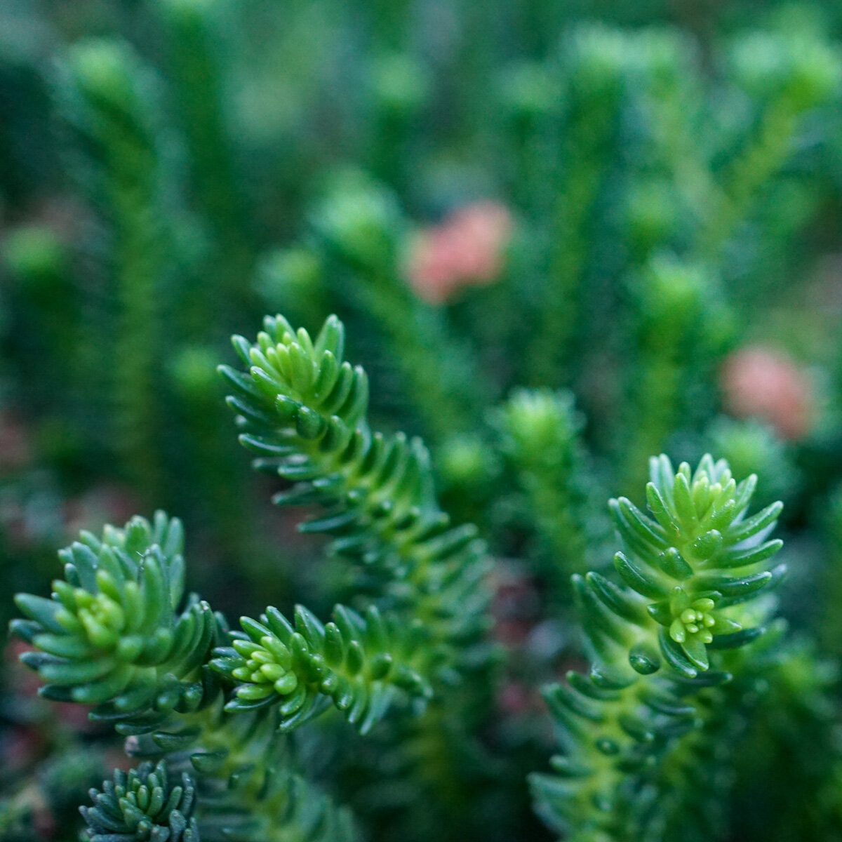 Sedum Reflexum Blue Spruce Stonecrop | SiteOne US