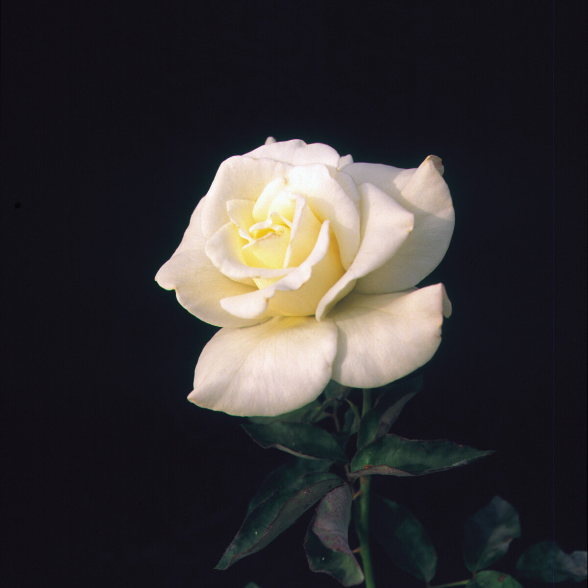 Rosa X John F. Kennedy Hybrid Tea Rose | SiteOne US