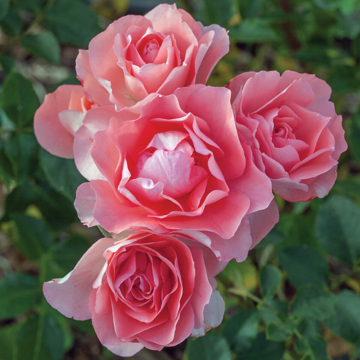 Rosa Floribunda Passionate Kisses Rose | SiteOne US