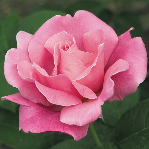 Rosa X Perfume Delight Hybrid Tea Rose | SiteOne