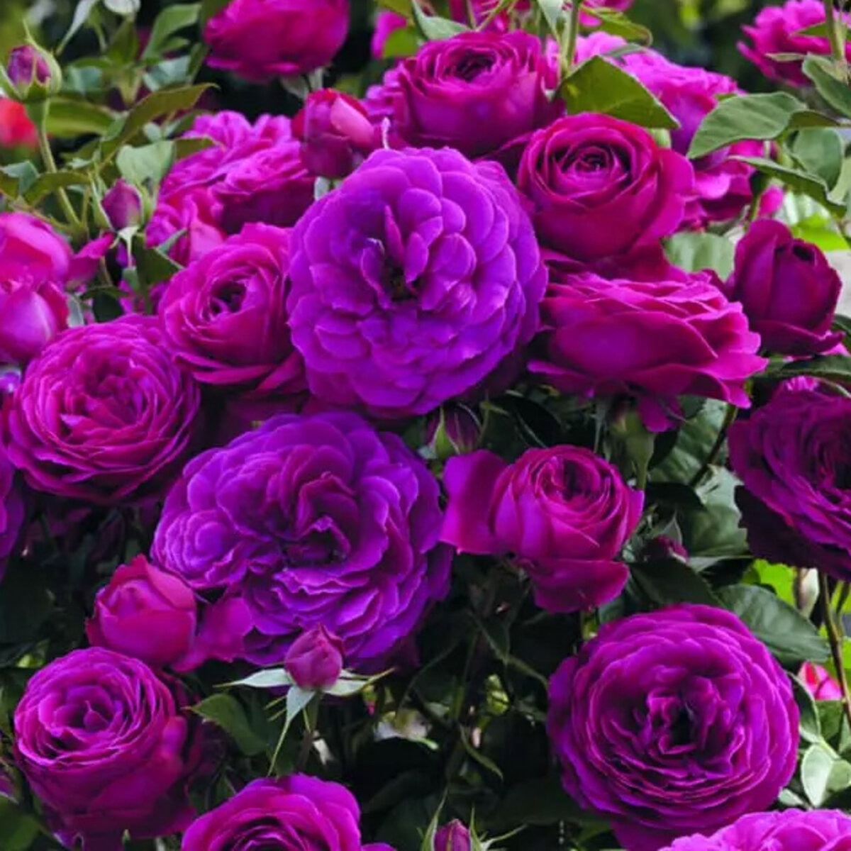 Rosa Floribunda Celestial Night Rose | SiteOne US