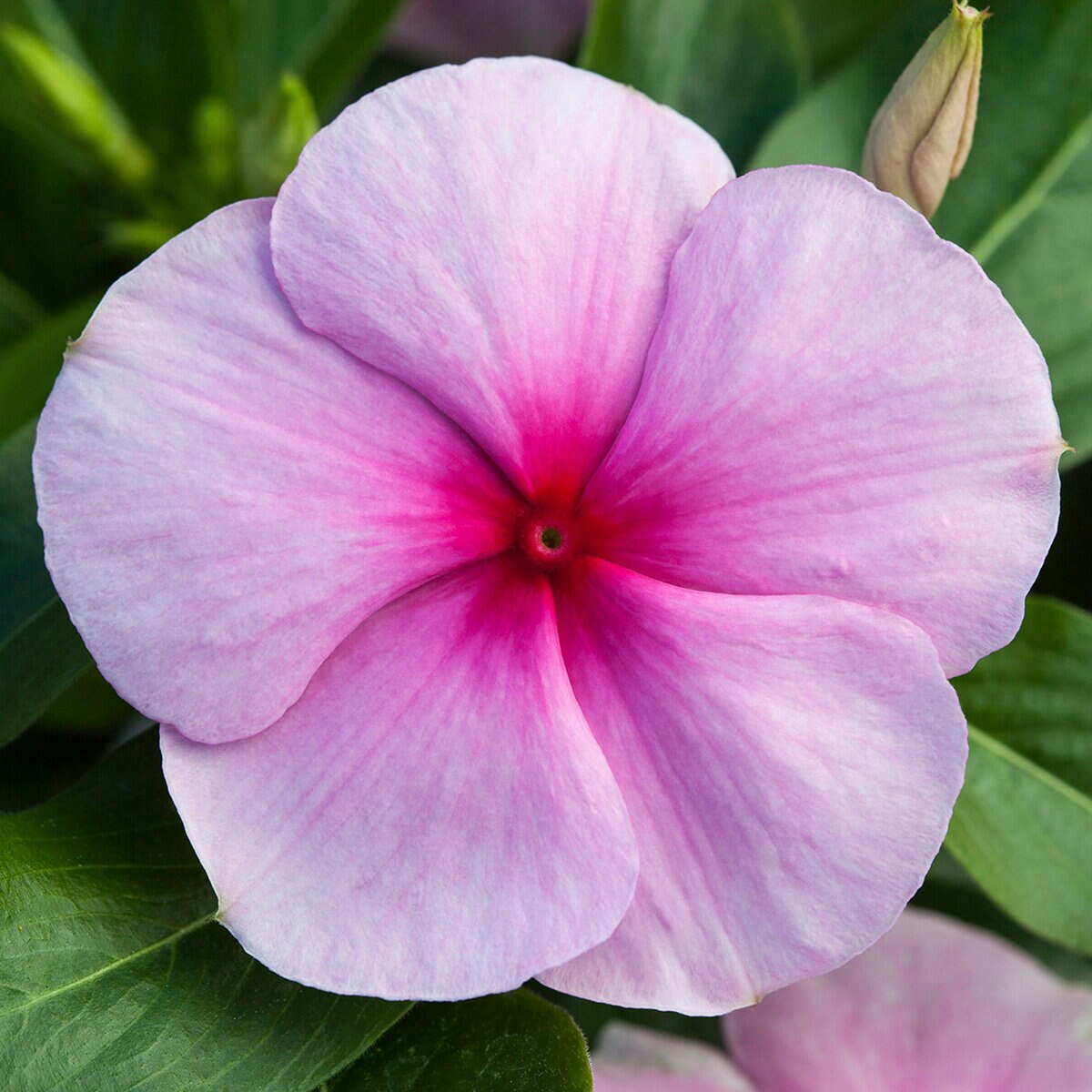 Catharanthus Roseus Blockbuster Blush Vinca | SiteOne US