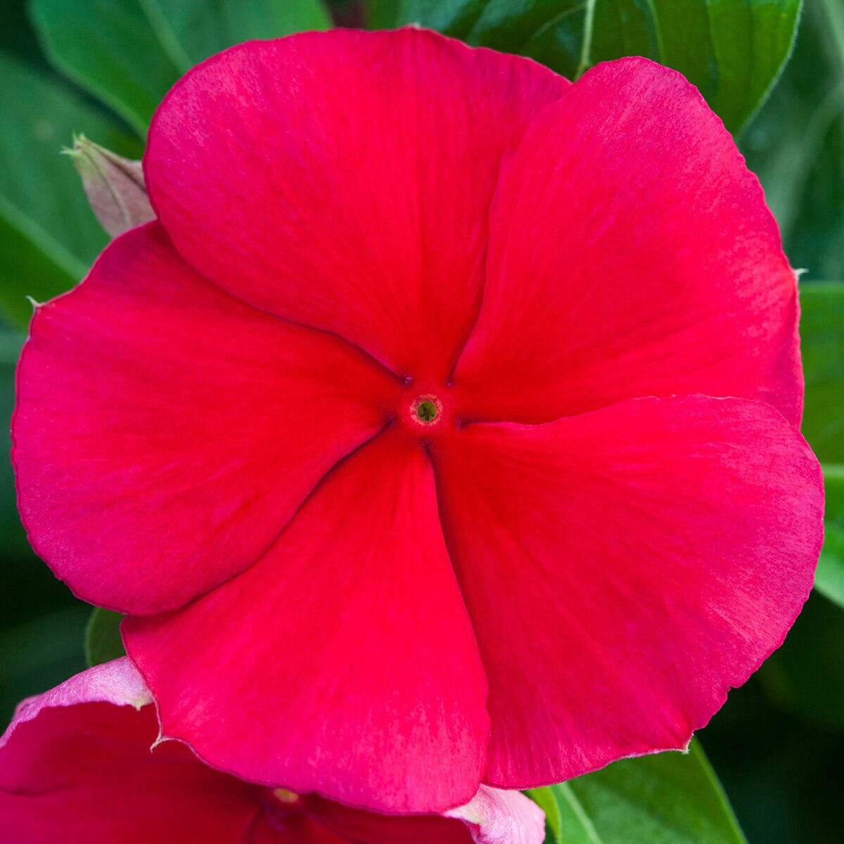 Catharanthus Roseus Blockbuster Dark Red Vinca | SiteOne