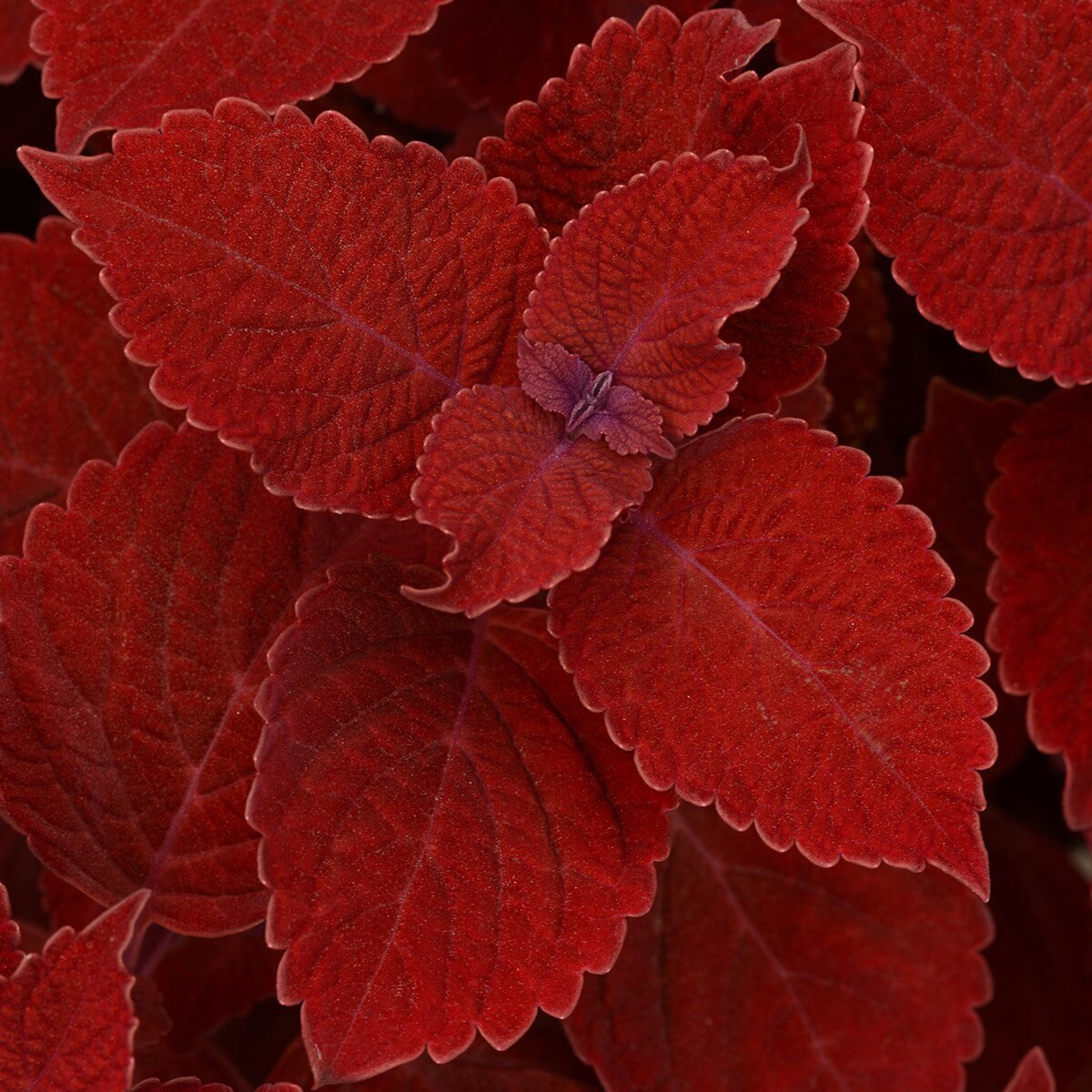 Solenostemon Scutellarioides Ruby Slipper Coleus | SiteOne US