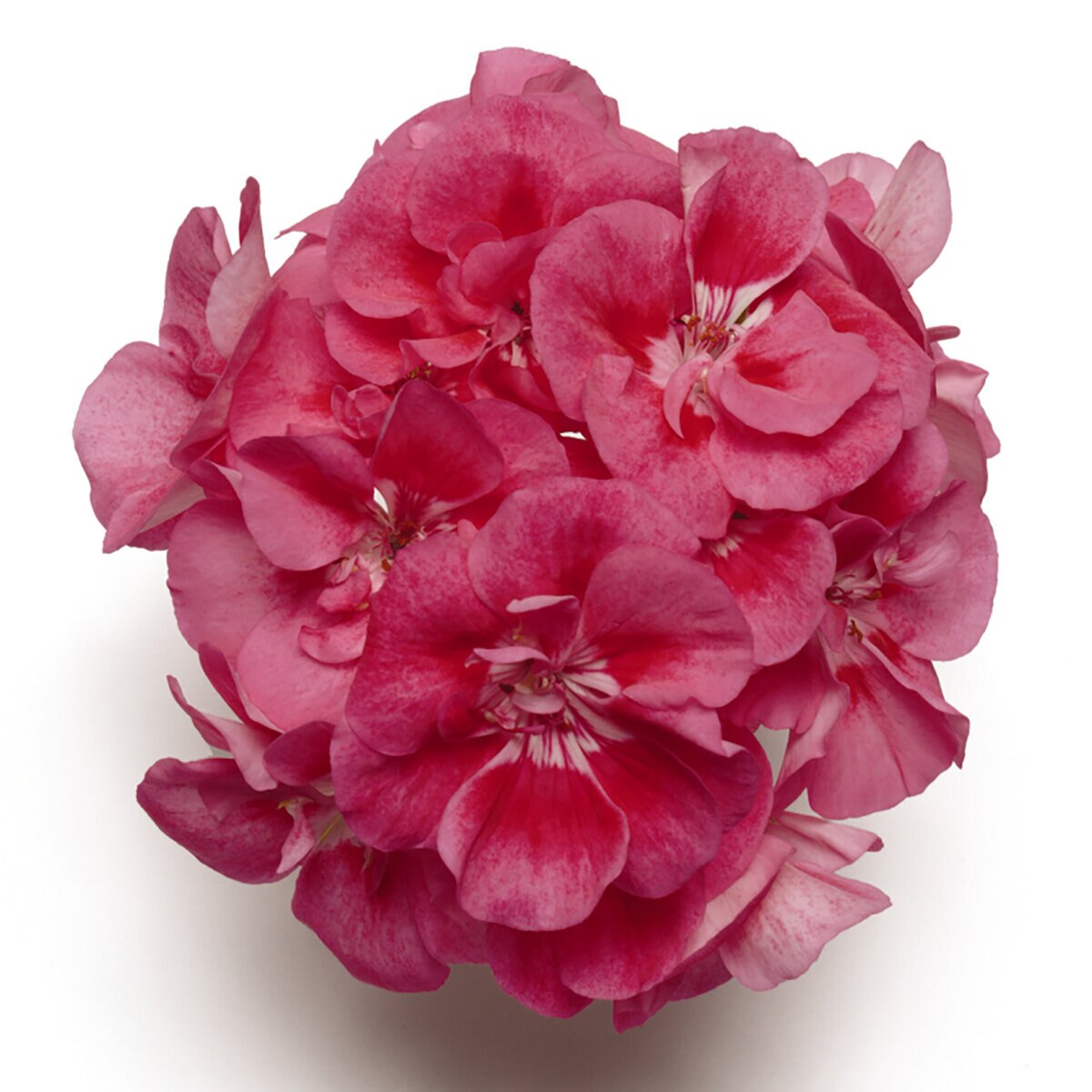 Pelargonium x hortorum Fantasia Strawberry Sizzle Zonal Geranium ...