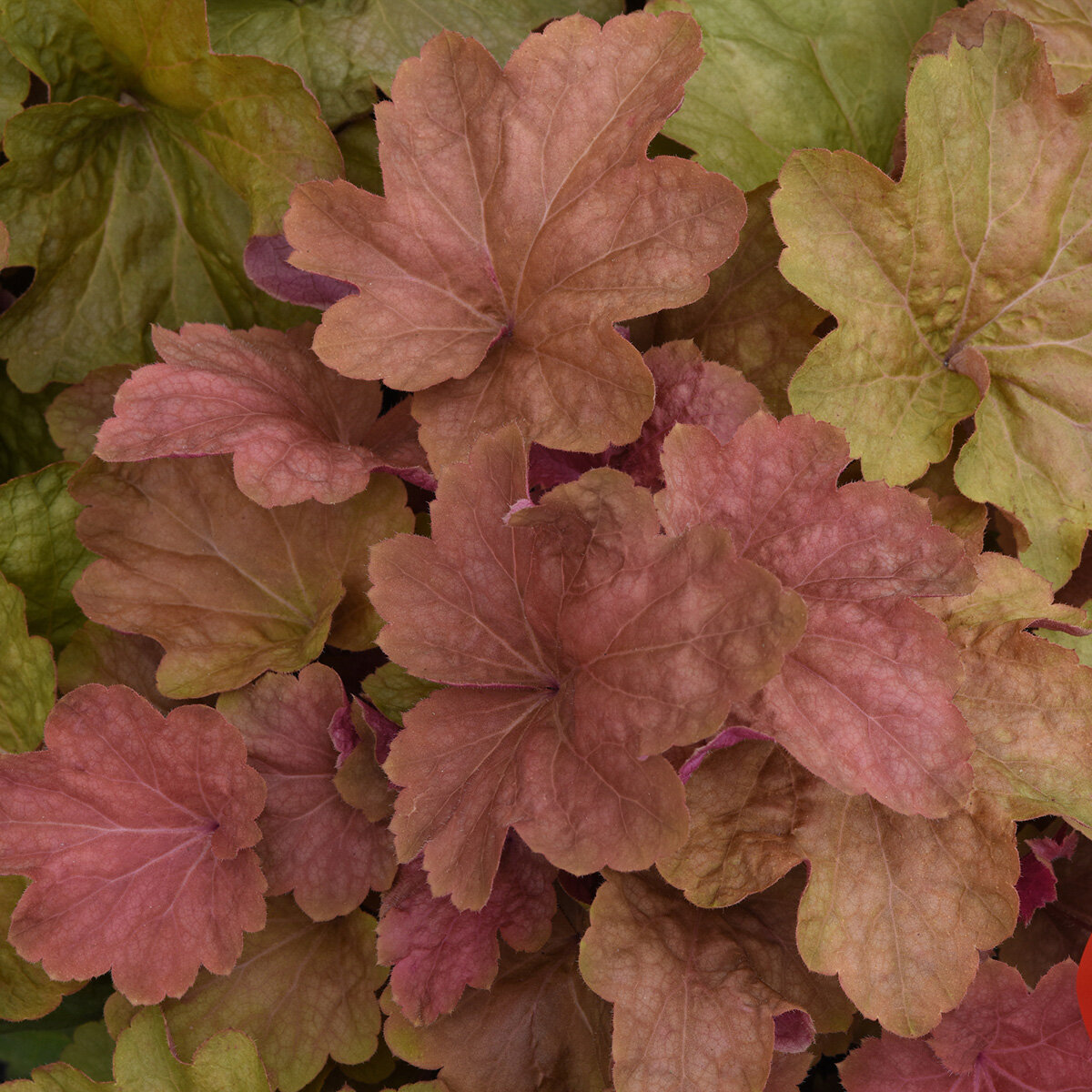 Heuchera X Villosa Big Top Caramel Apple Coral Bells | SiteOne
