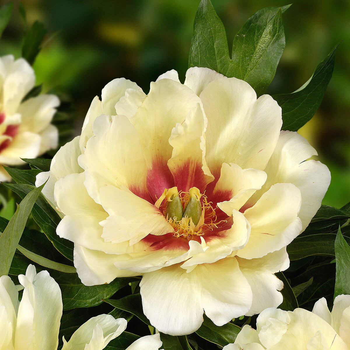 Paeonia X Callies Memory Itoh Peony | SiteOne