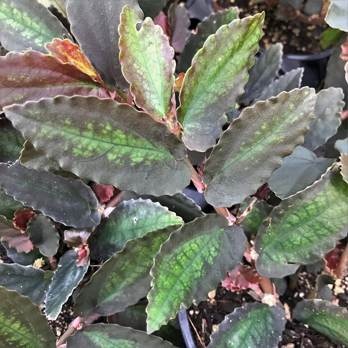 Pellionia Repens Trailing Watermelon Begonia | SiteOne