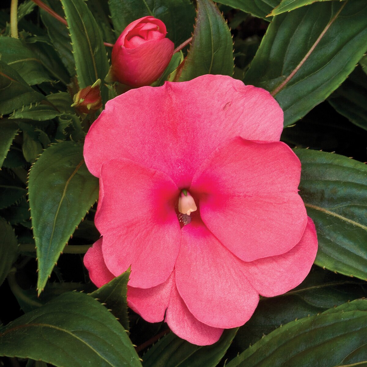 Impatiens Hawkeri Sonic Pink New Guinea Impatiens | SiteOne US