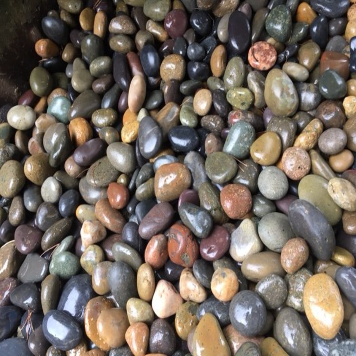 Bagged Mexican Beach Pebbles Mixed Color 1/2 - 1 in. (75 lb. Bag ...
