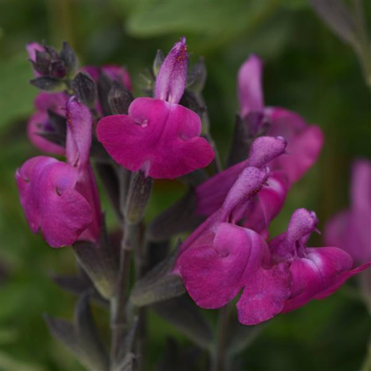 Salvia Greggi Arctic Blaze Novasalpur Purple Autumn Sage | SiteOne US