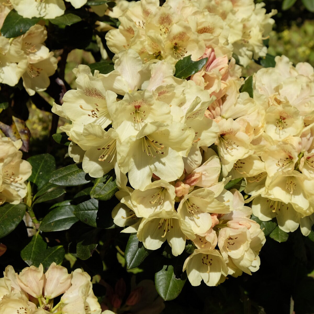 Rhododendron Yakushimanum Miyama Goldschatz Gold Prinz Rhododendron ...