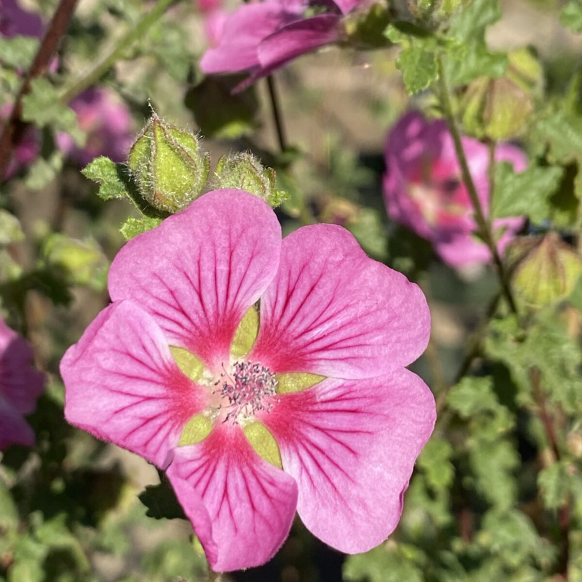 Anisodontea X New Princess Cape Mallow | SiteOne US
