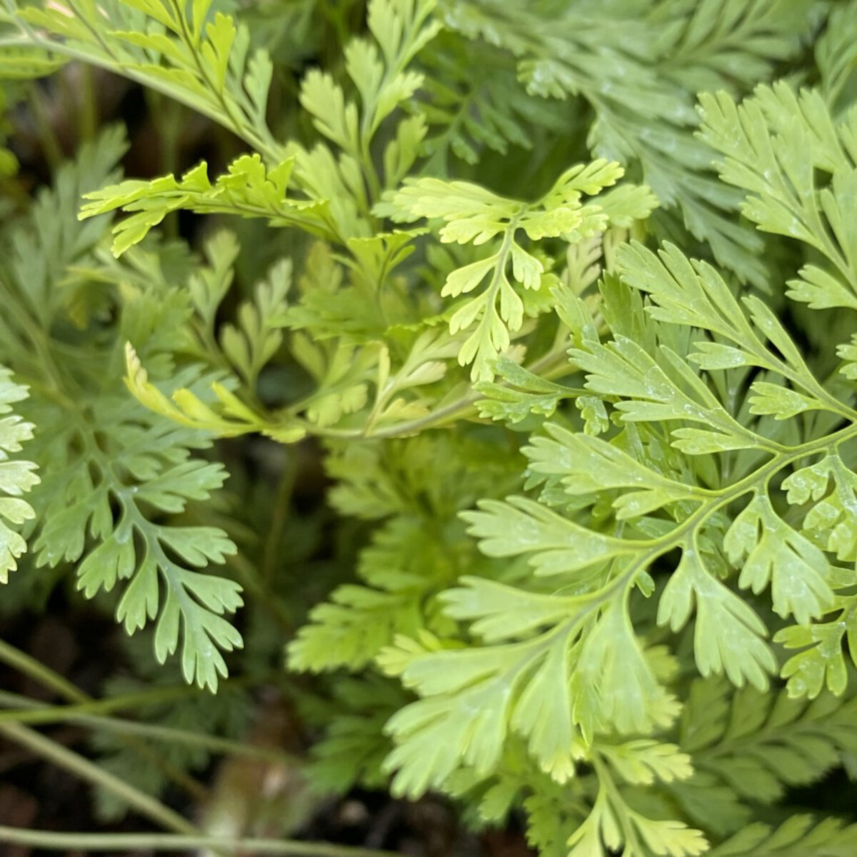 Davallia Trichomanoides Squirrel's Foot Fern | SiteOne US