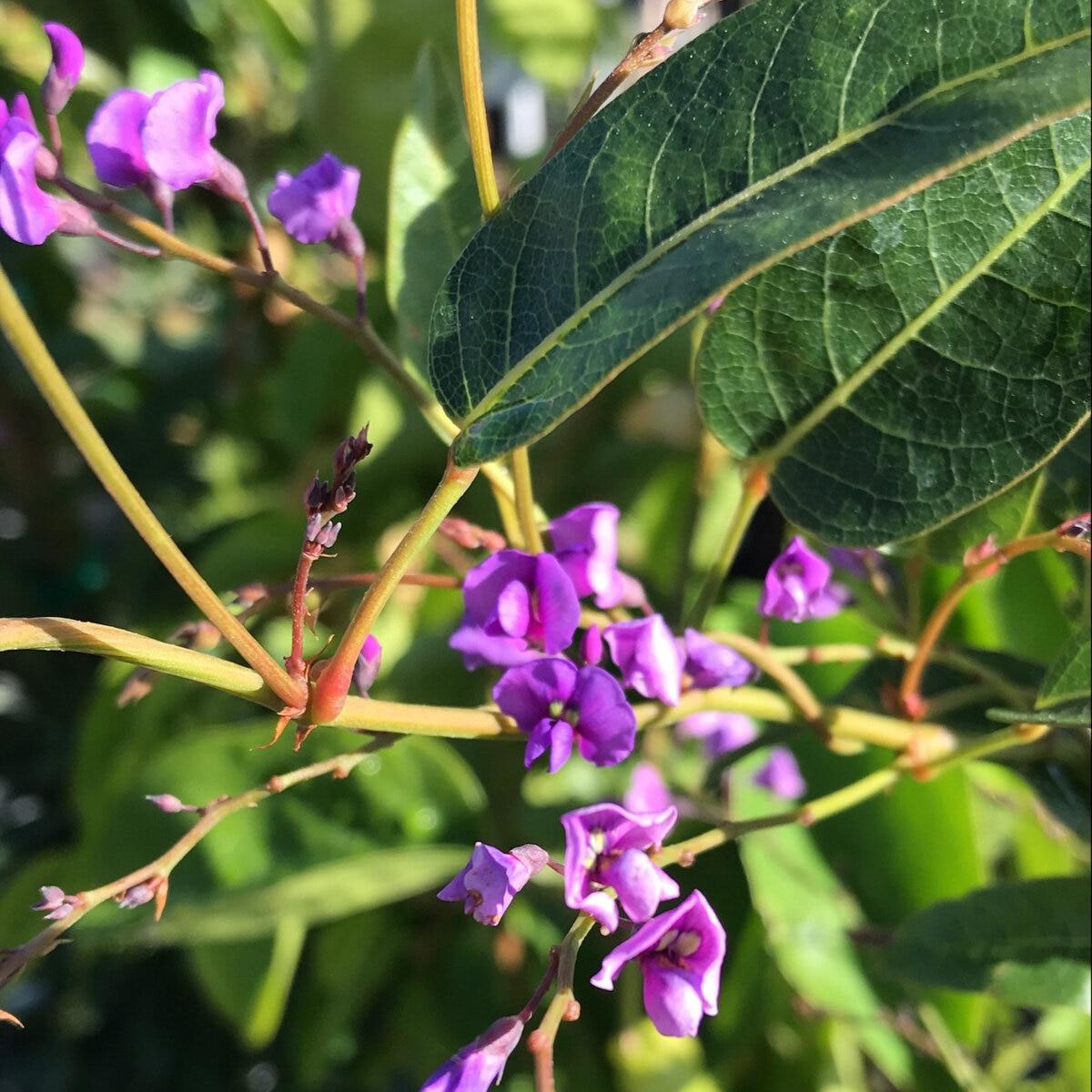 Hardenbergia Violacea Purple Lilac Vine | SiteOne US