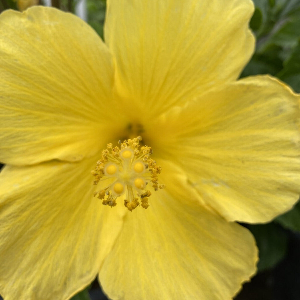 Hibiscus Rosa-Sinensis Butterfly Tropical Hibiscus | SiteOne US