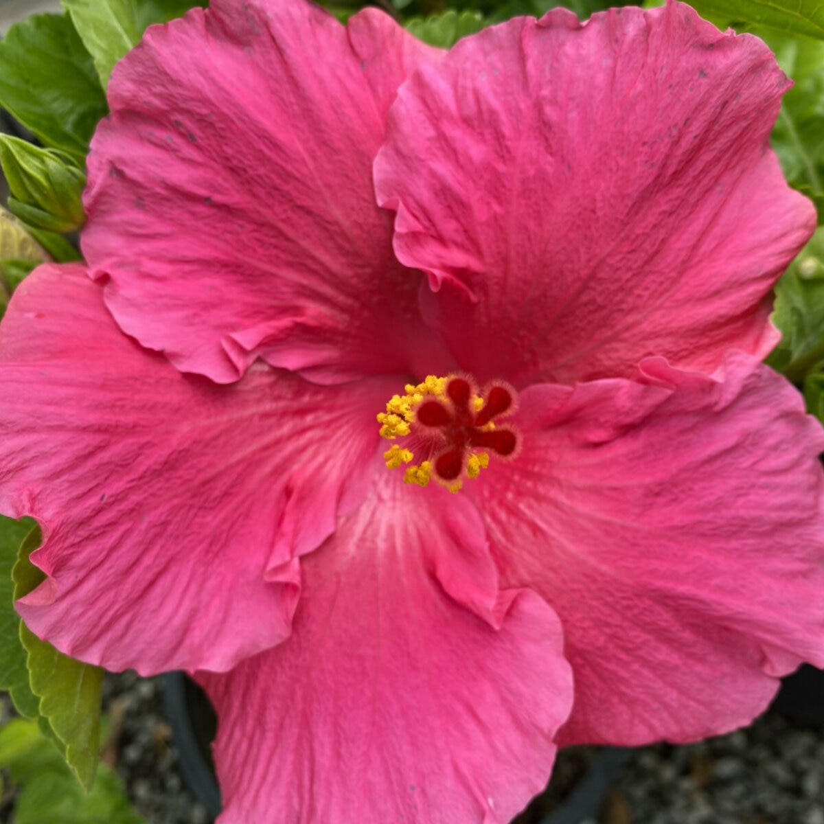 Hibiscus X Byron Bay Rose Tropical Hibiscus | SiteOne US