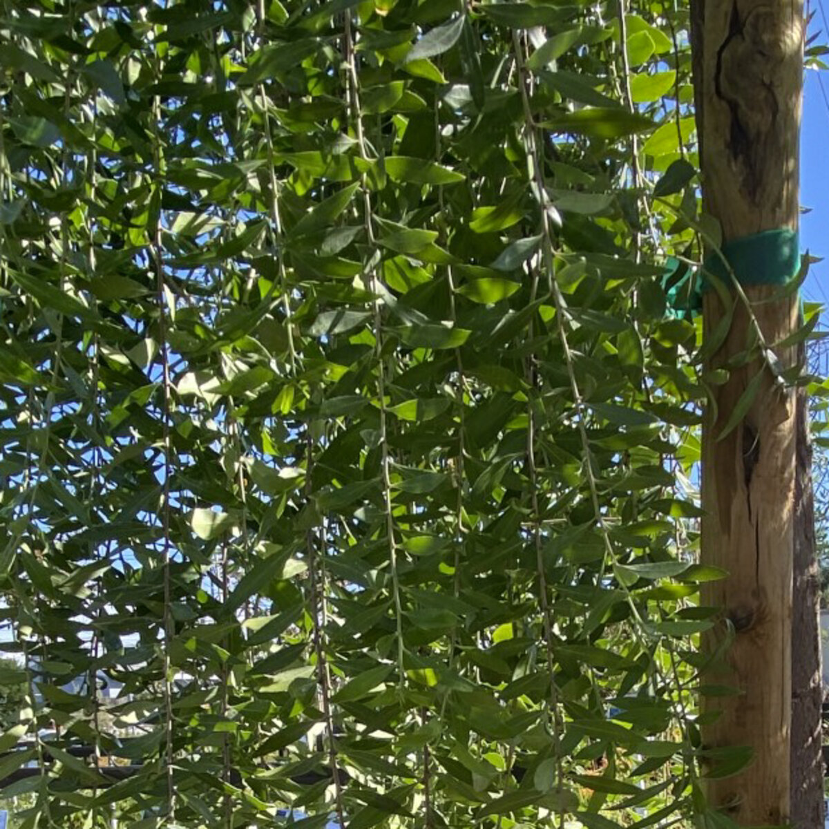 Maytenus Boaria Green Showers Mayten Tree | SiteOne US