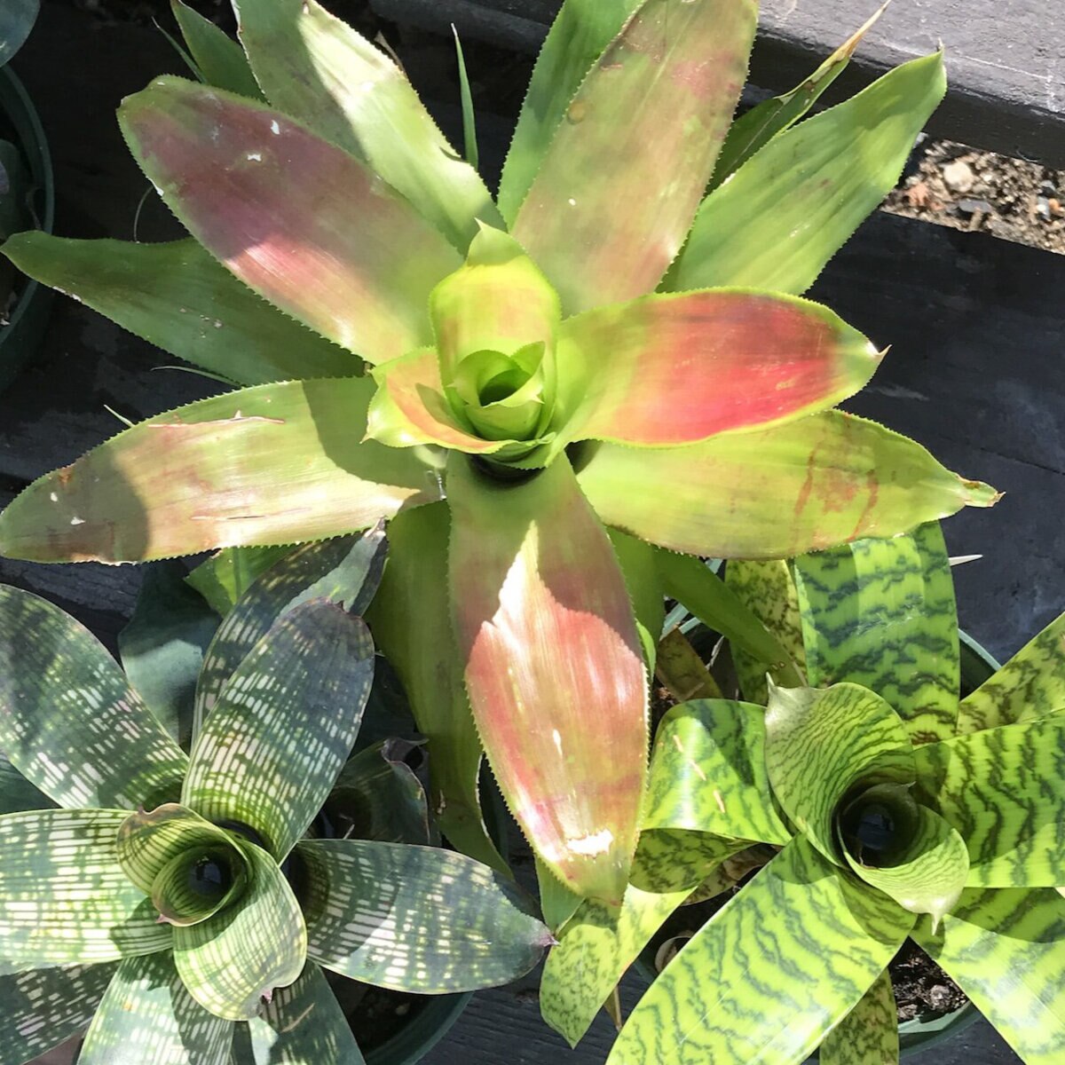 Neoregelia X Magnifica Bromeliad | SiteOne US