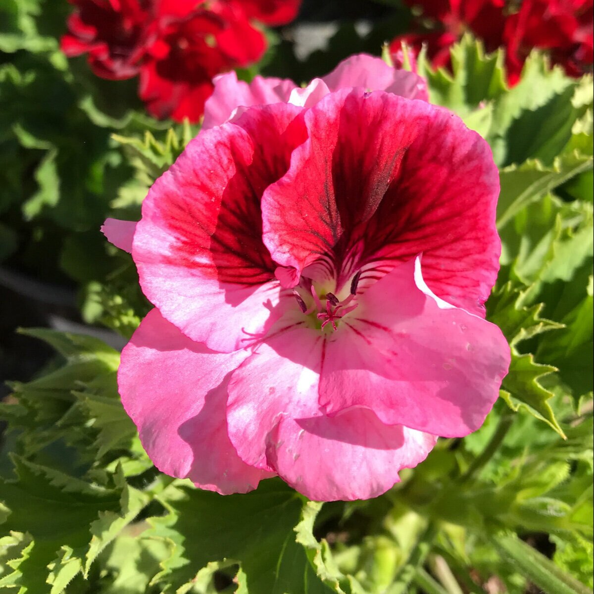 Pelargonium X Domesticum Regal Geranium | SiteOne US