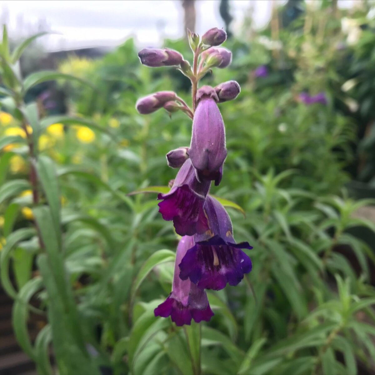 Penstemon Gloxinioides Midnight Beardtongue | SiteOne US