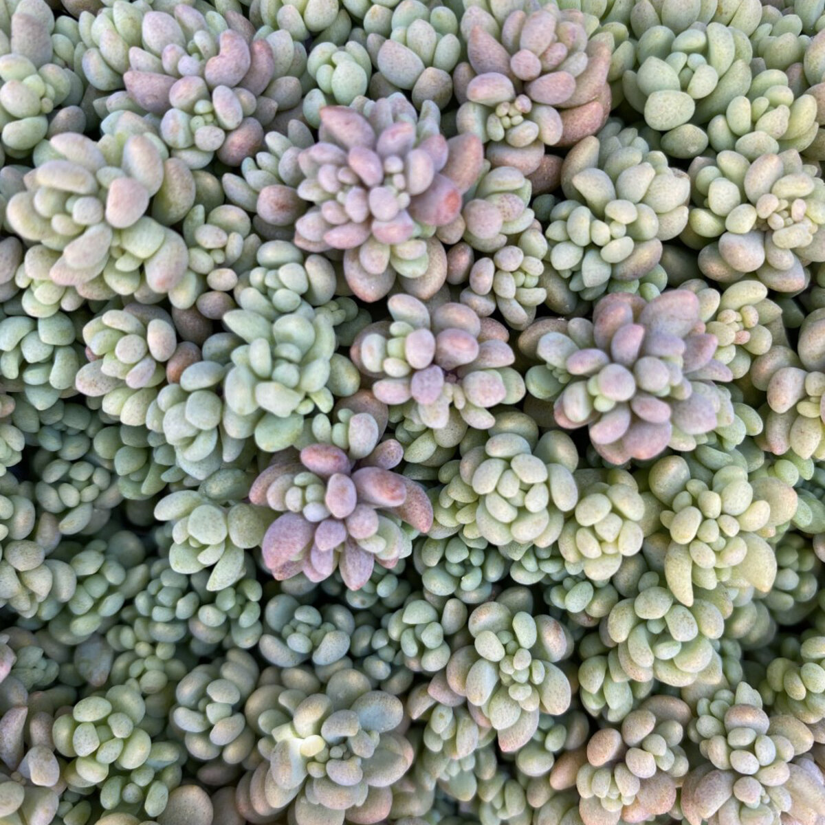 Sedum Dasyphyllum Corsican Stonecrop | SiteOne