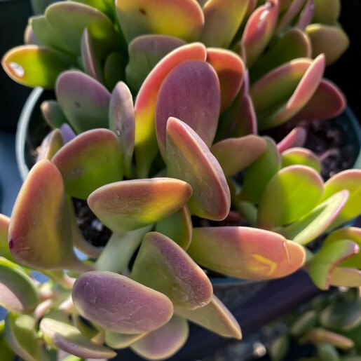 Senecio Jacobsenii Mexican Flame Vine | SiteOne