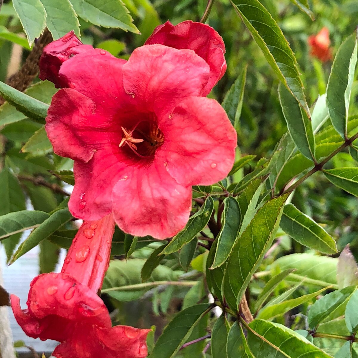 Tecoma X Crimson Flare Esperanza | SiteOne