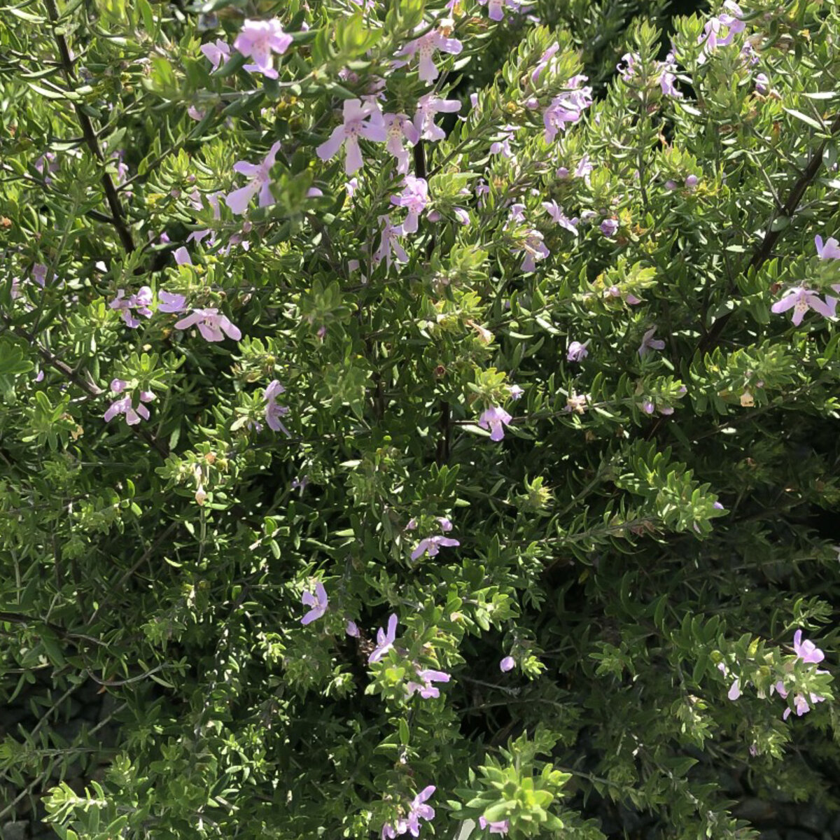 Westringia Fruticosa Small Ball Coast Rosemary | SiteOne US