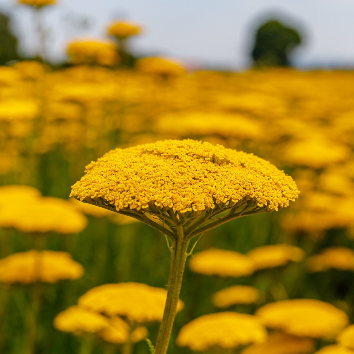 Achillea Filipendulina Gold Plate Yarrow | SiteOne US