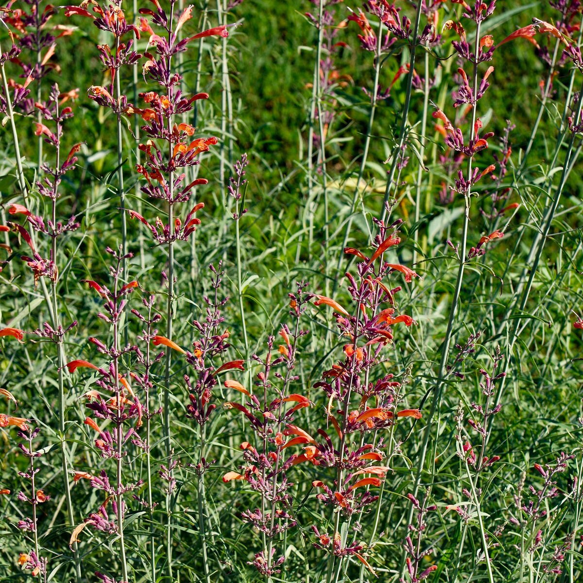 Agastache Rupestris Threadleaf Sunset Hyssop | SiteOne US