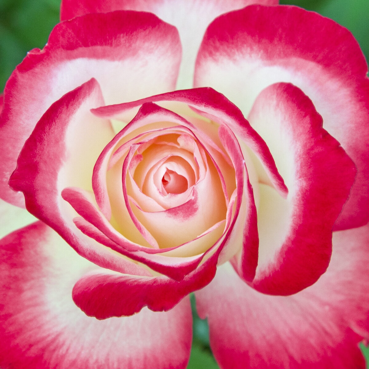 Rosa Grandiflora Cherry Parfait Rose | SiteOne